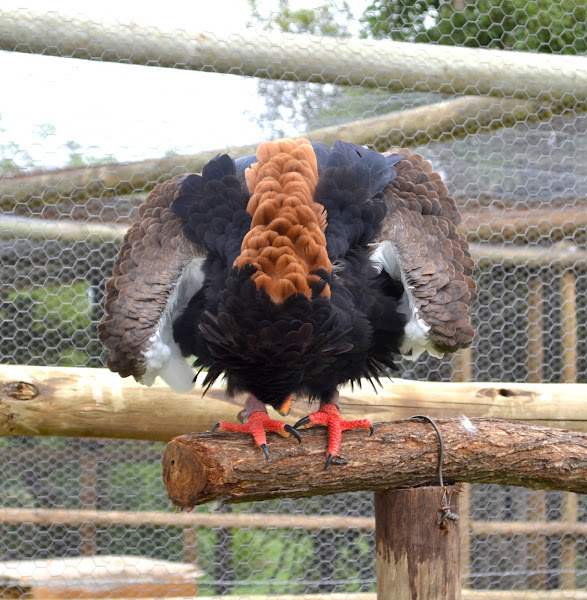 Bateleur Eagle | Project Noah