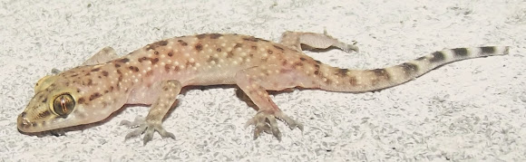 Mediterranean house gecko | Project Noah