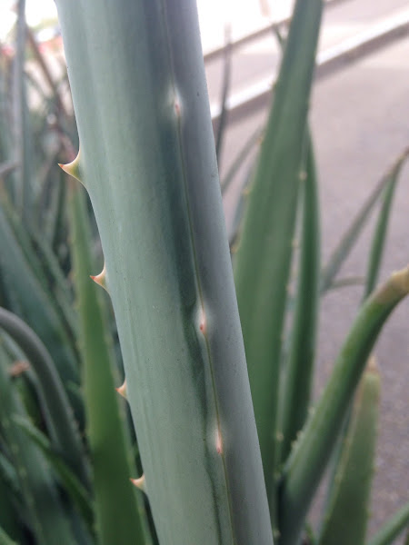 Aloe Vera | Project Noah