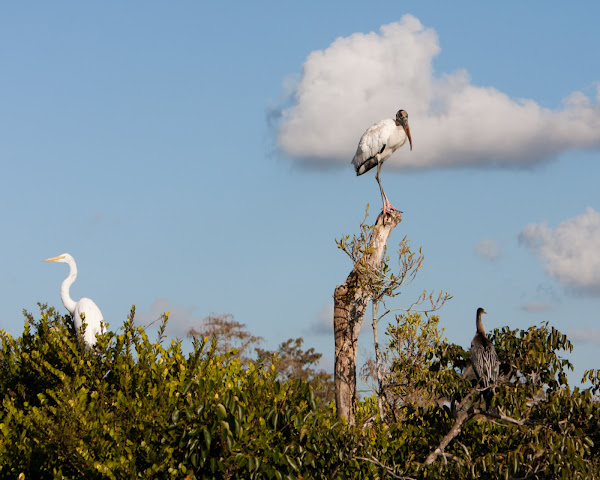 Wood Stork | Project Noah