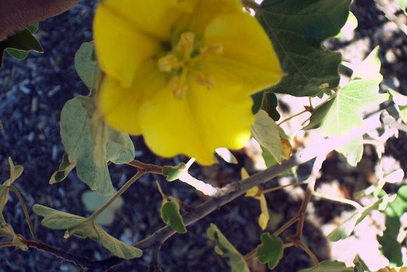 California Fremontia | Project Noah