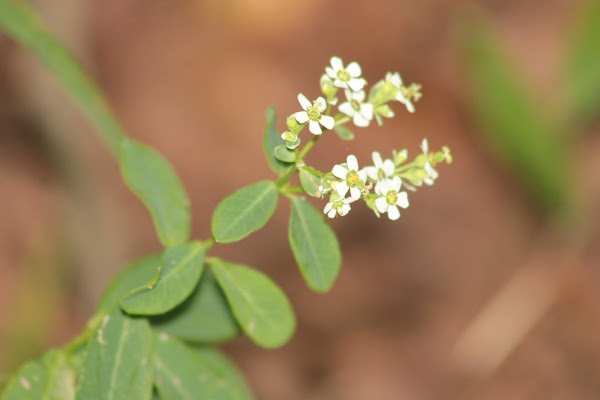 Flowering Spurge | Project Noah