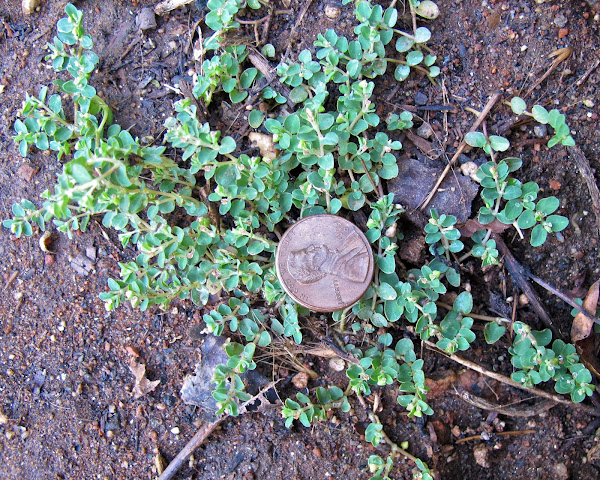 Prostrate sandmat | Project Noah