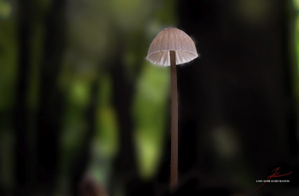 Mycena | Project Noah