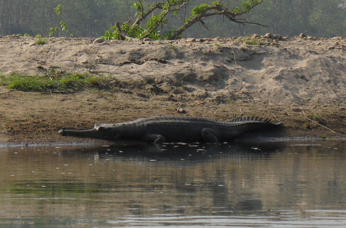Gharial crocodile | Project Noah