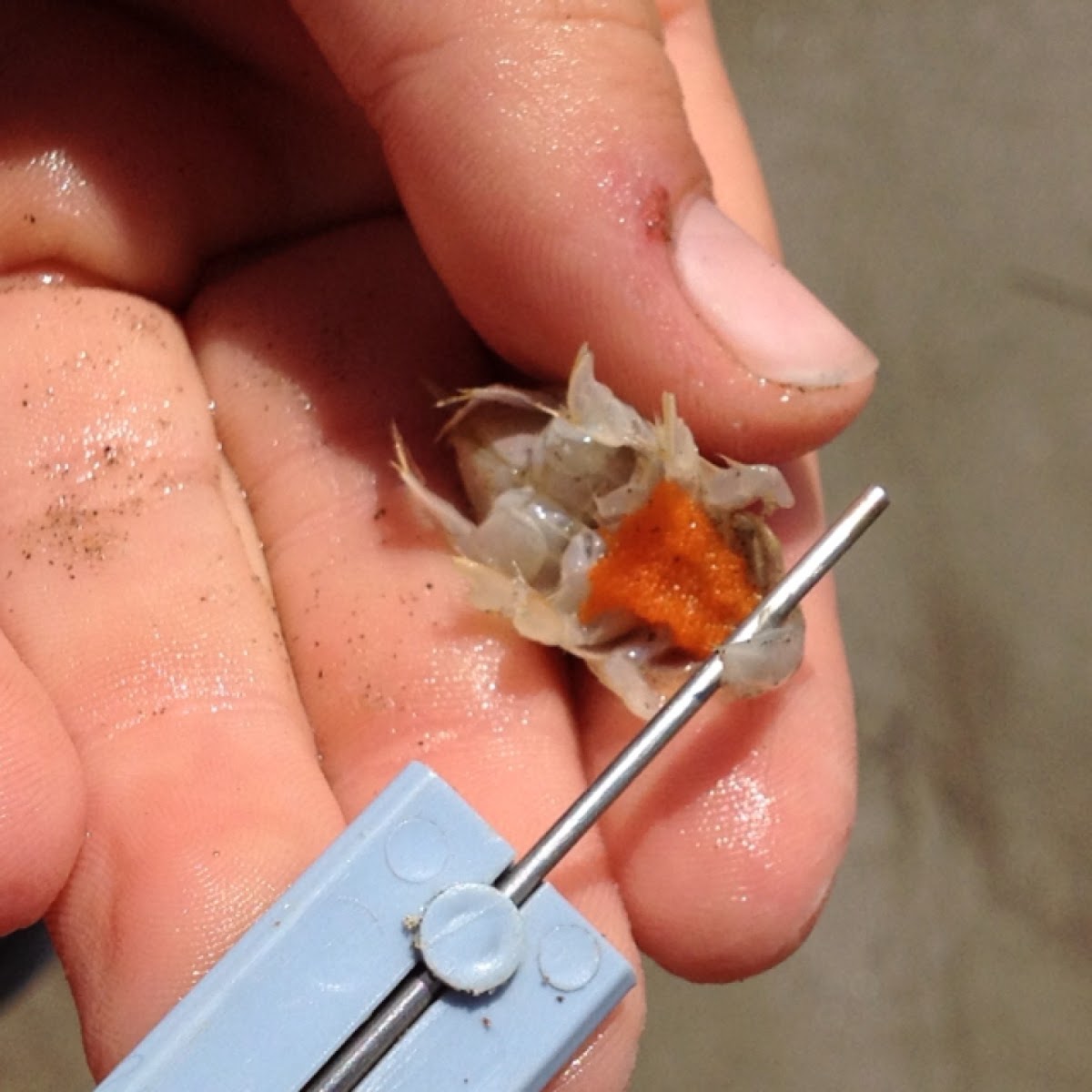 Pacific Mole Crab (Sand Crab) | Project Noah