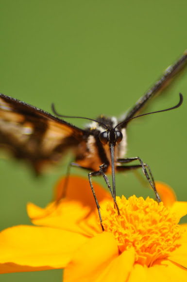 Pale Tiger Swallowtail | Project Noah