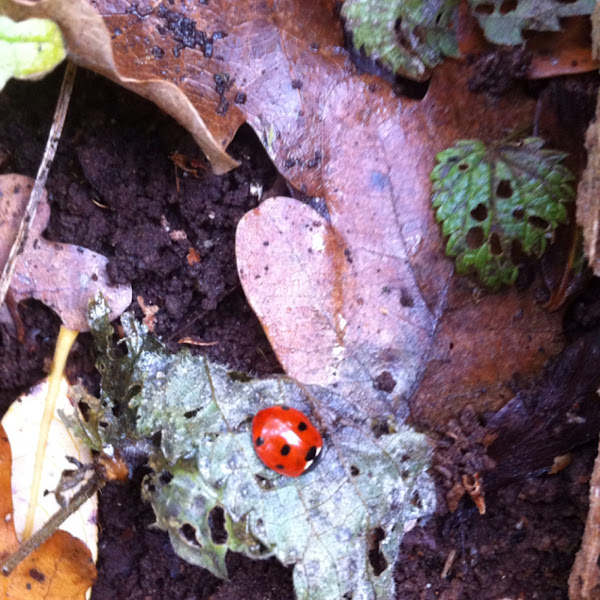 Seven-spotted Lady Beetle | Project Noah