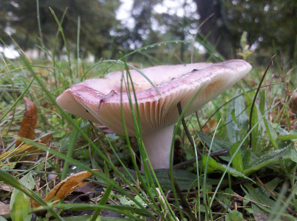 Russula sp. | Project Noah