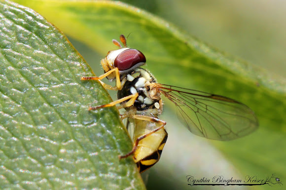 Common Oblique Syrphid | Project Noah
