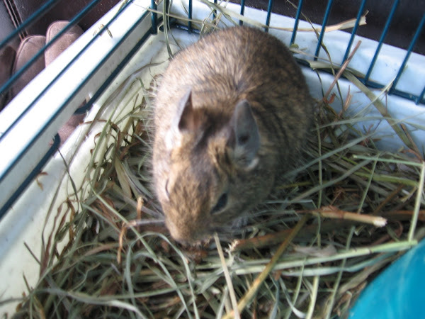 degu | Project Noah