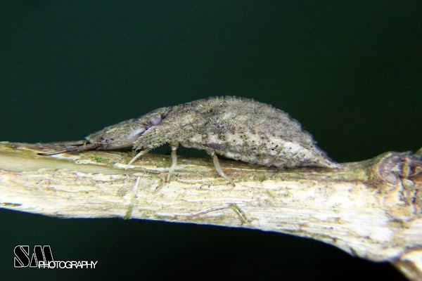 Owl fly larva | Project Noah