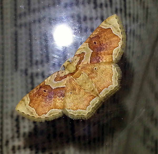Geometrid Moth | Project Noah