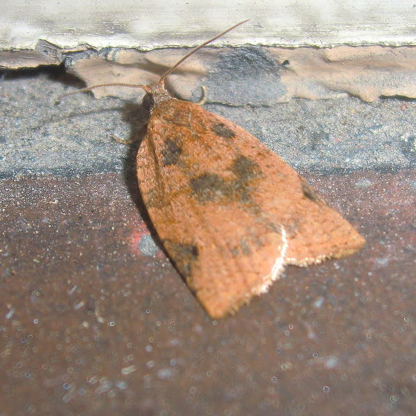 Painted Apple Moth | Project Noah