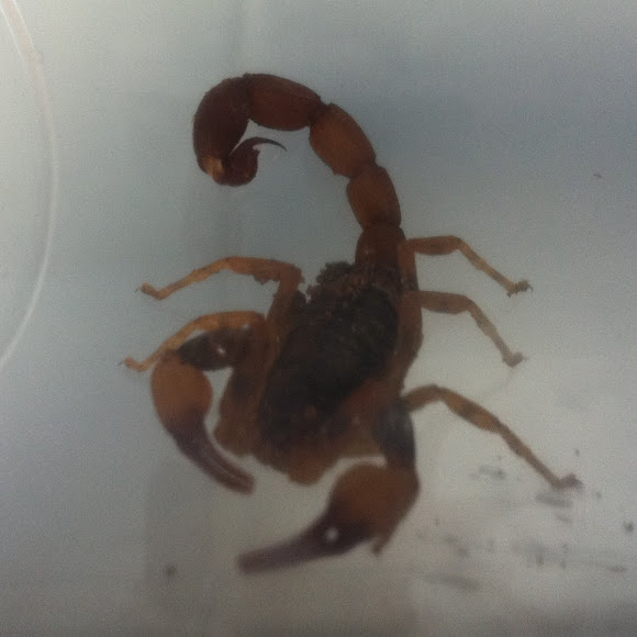 Brazilian Yellow Scorpion | Project Noah