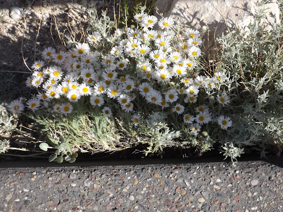 Navajo Fleabane | Project Noah