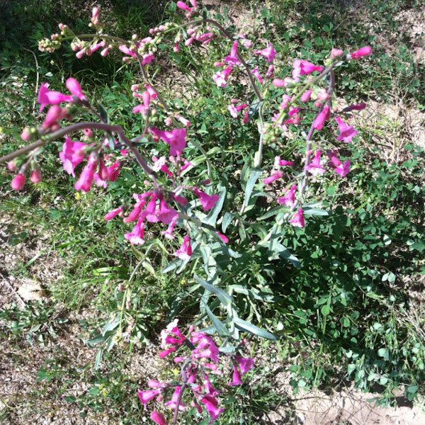 Penstemon | Project Noah
