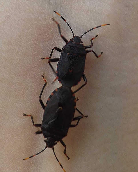 Shield Bug | Project Noah