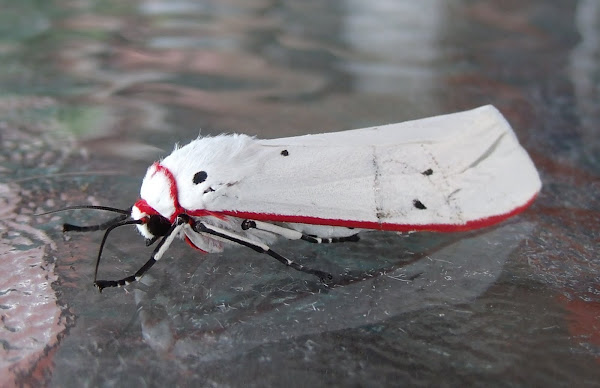 Red Costate Tiger Moth | Project Noah