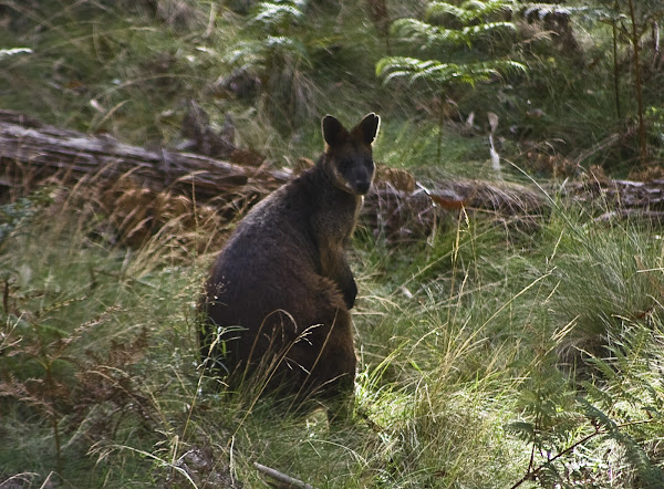 Black Wallaby | Project Noah