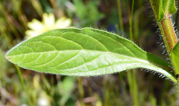 Paterson's curse | Project Noah