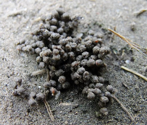 Earthworm faeces | Project Noah