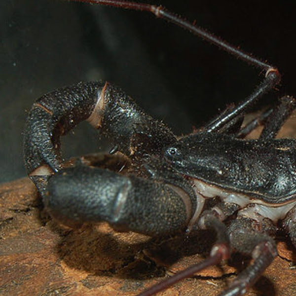 Vinagrillo | Project Noah