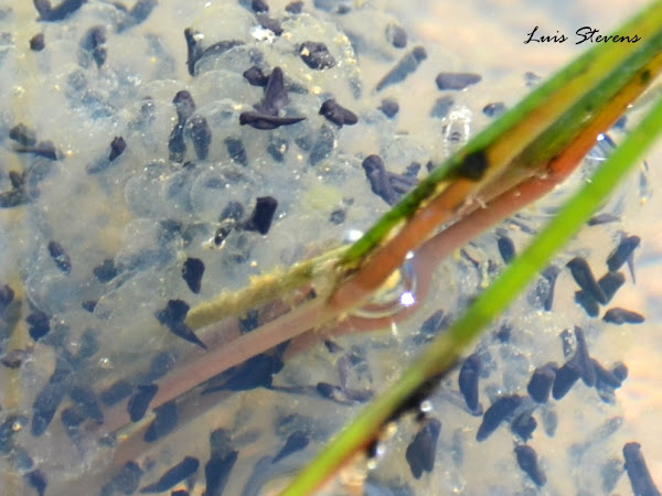 Tadpoles | Project Noah