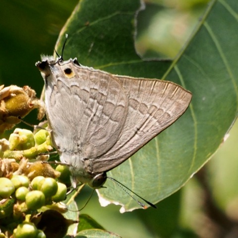 Common Guava Blue | Project Noah