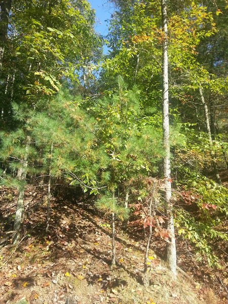 Eastern White Pine | Project Noah