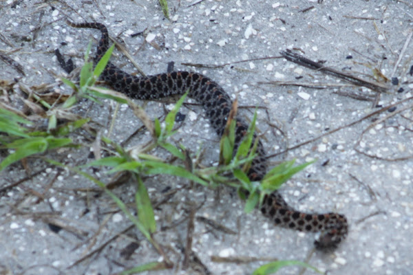 Pygmy Rattlesnake | Project Noah