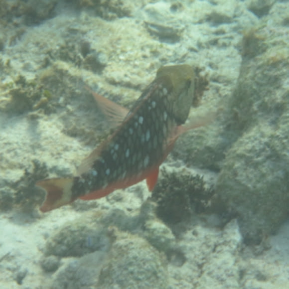 Stoplight Parrotfish Initial phase | Project Noah