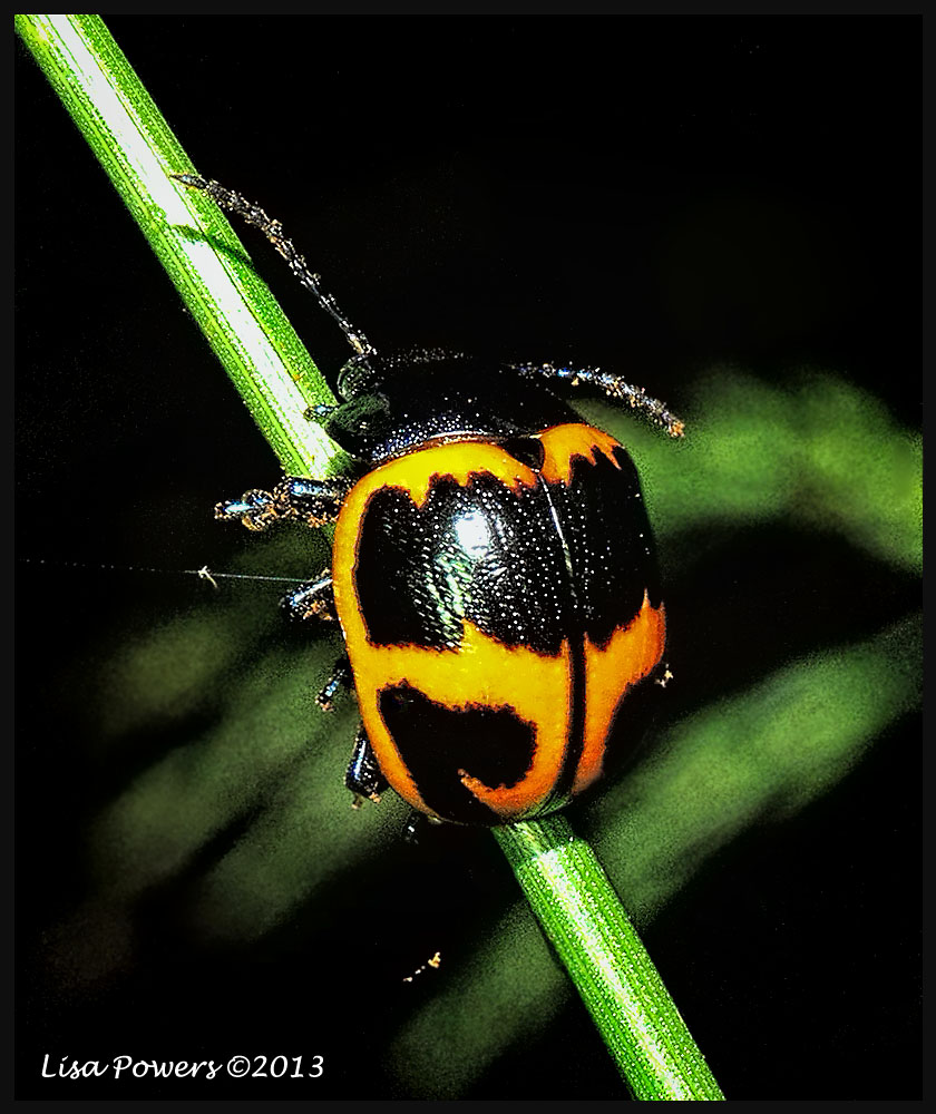 Swamp Milkweed Leaf Beetle | Project Noah