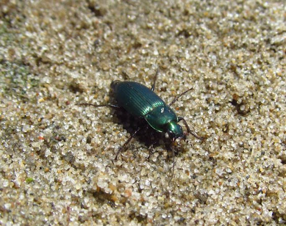 Metallic Green Ground Beetle | Project Noah
