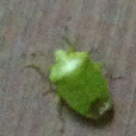 Spotting | Project Noah