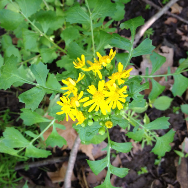 Yellowtop Butterweed | Project Noah