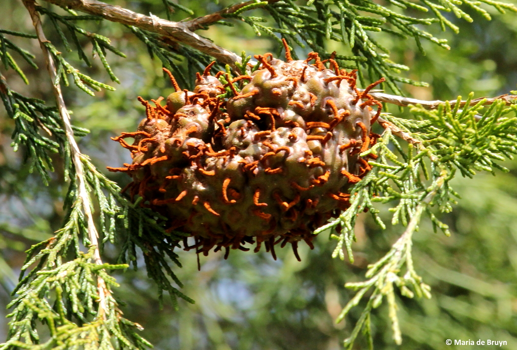 Cedar-apple rust | Project Noah