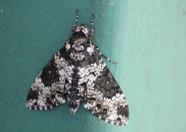 Rustic Sphinx | Project Noah