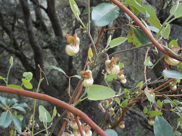Dutchman's Pipe Vine | Project Noah