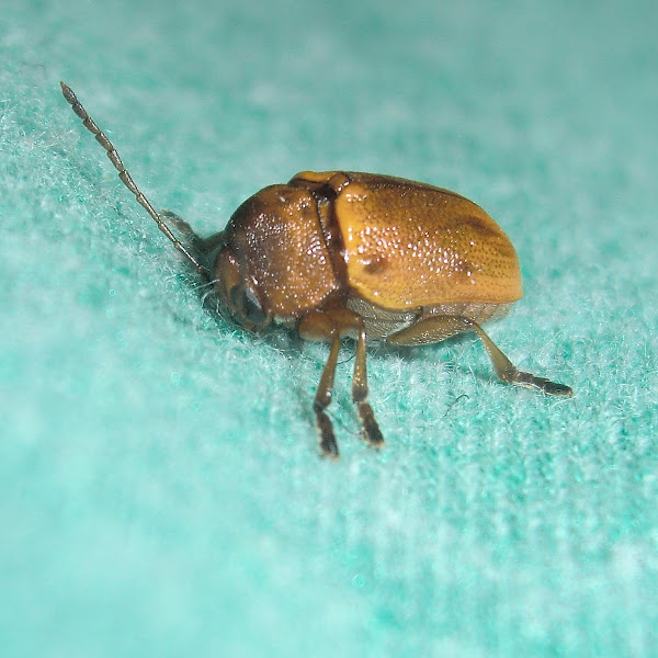 Case bearing leaf beetle | Project Noah