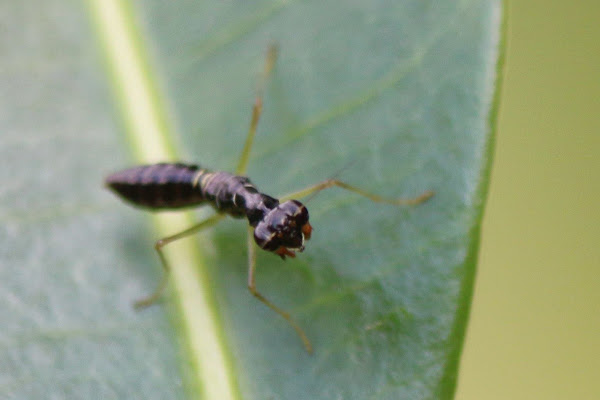 Ant mimic praying mantis nymph | Project Noah