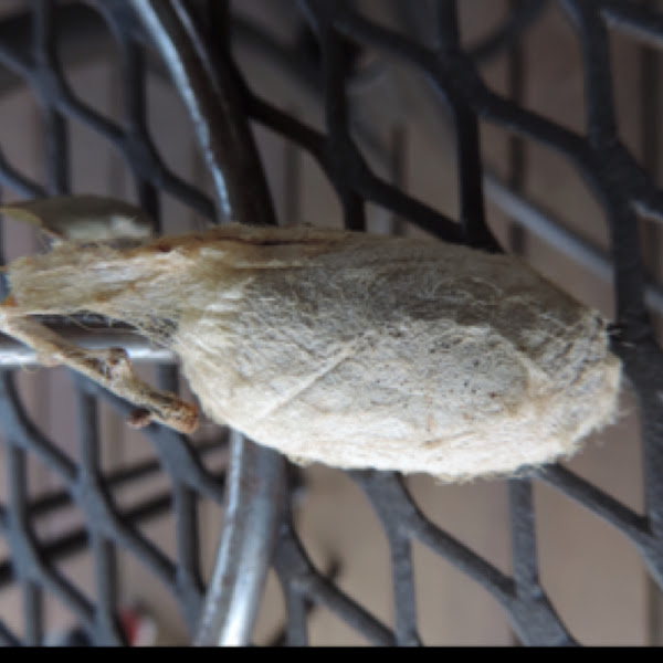 Silk moth Cocoon | Project Noah