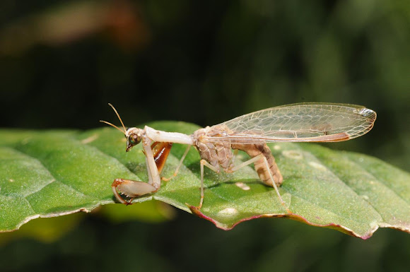 Mantidfly | Project Noah