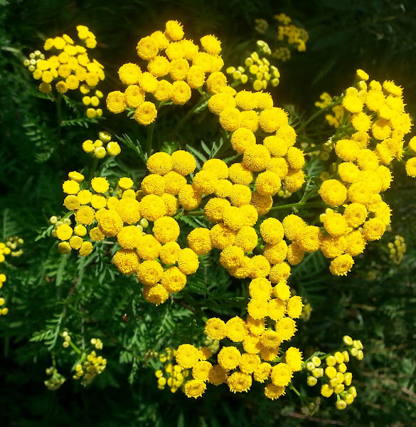 Tansy | Project Noah