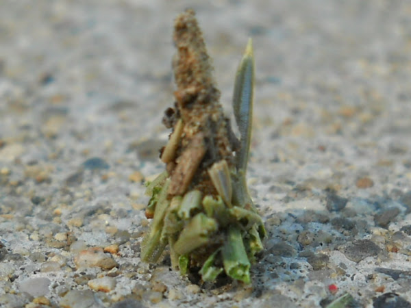 worm guy with pine needle house on his back | Project Noah