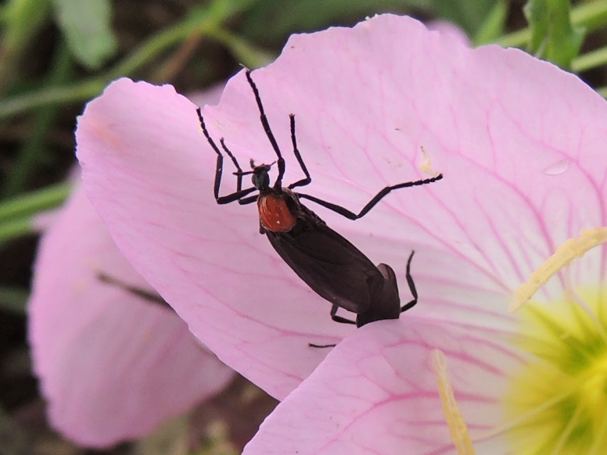 Love Bug | Project Noah