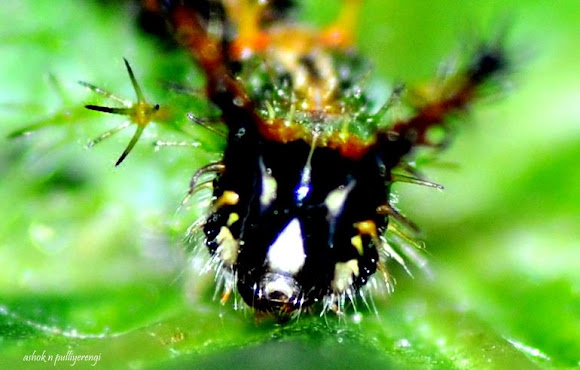 Common Castor (Caterpillar) | Project Noah