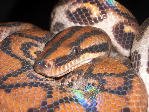 Rainbow Boa | Project Noah
