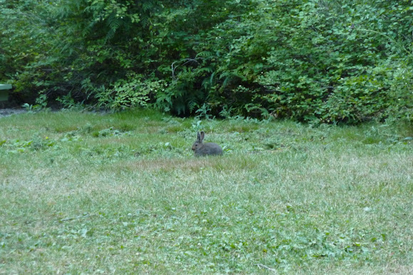 Mountain Cottontail | Project Noah