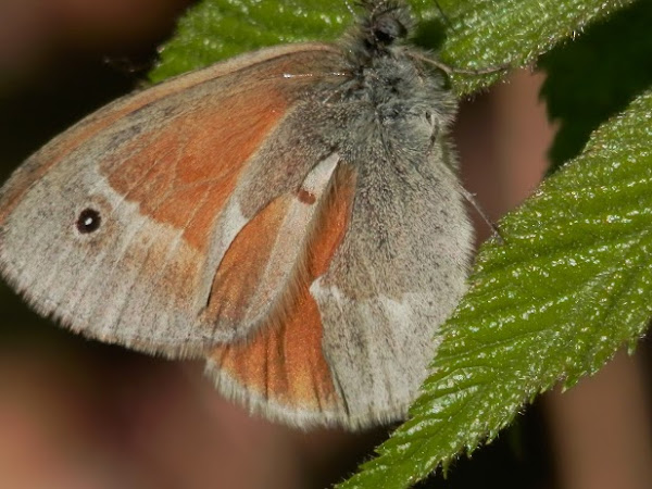 Common Ringlet | Project Noah